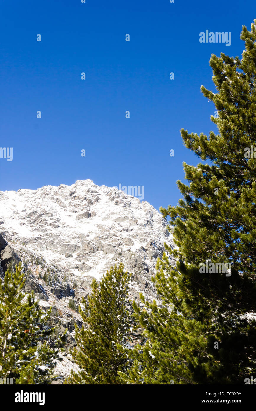 Coniferous forest in mountain hi-res stock photography and images - Alamy
