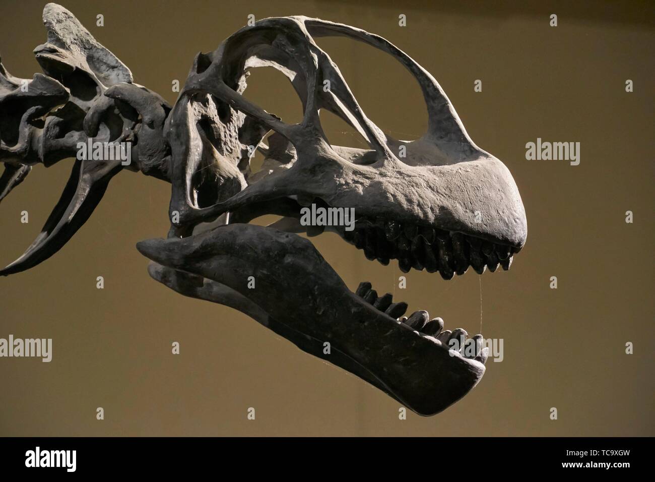 Dinosaur skull in the museum Stock Photo - Alamy