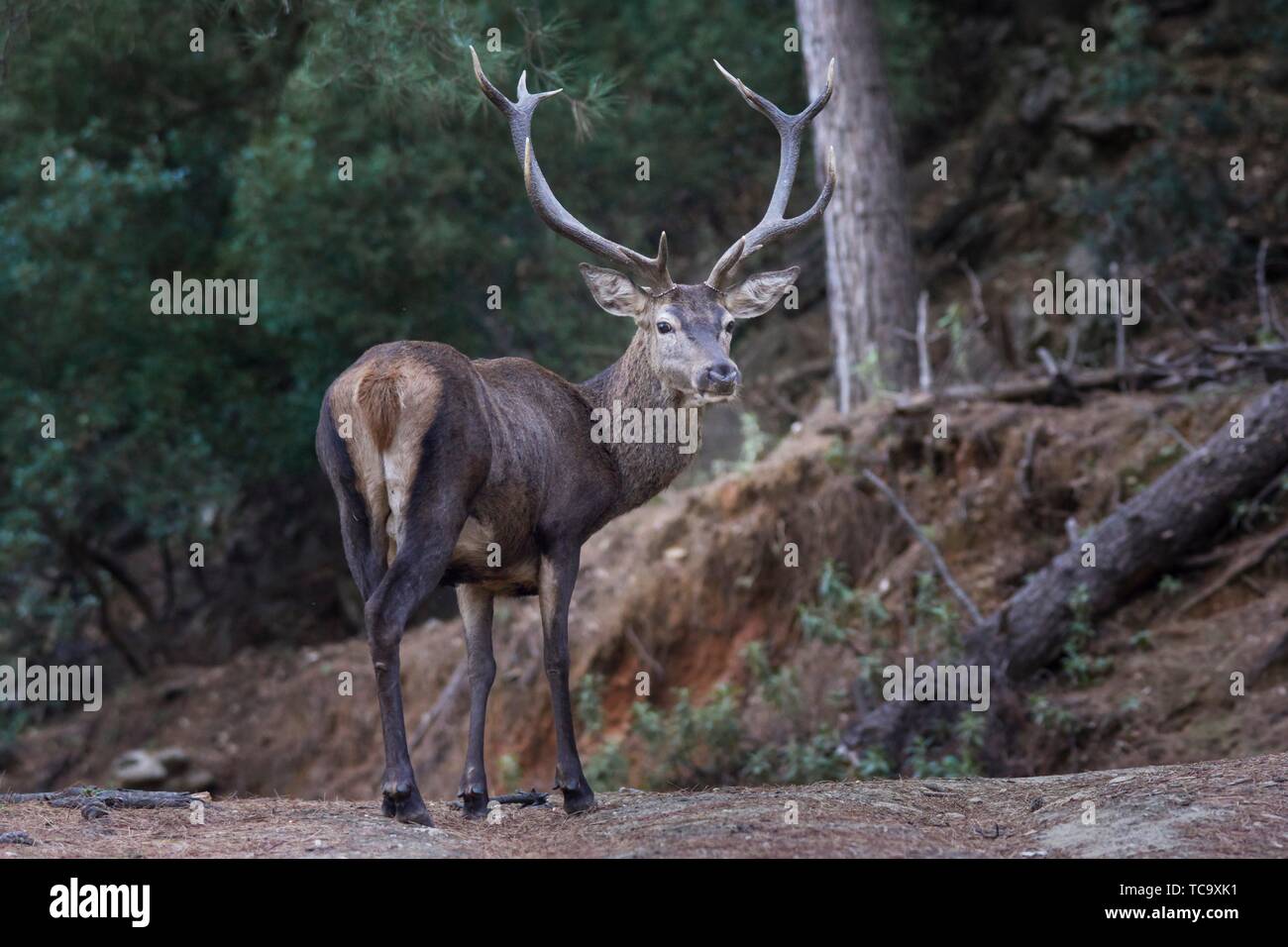 Deer in Sierra Blanca, Marbella, Malaga. Spain Stock Photo - Alamy