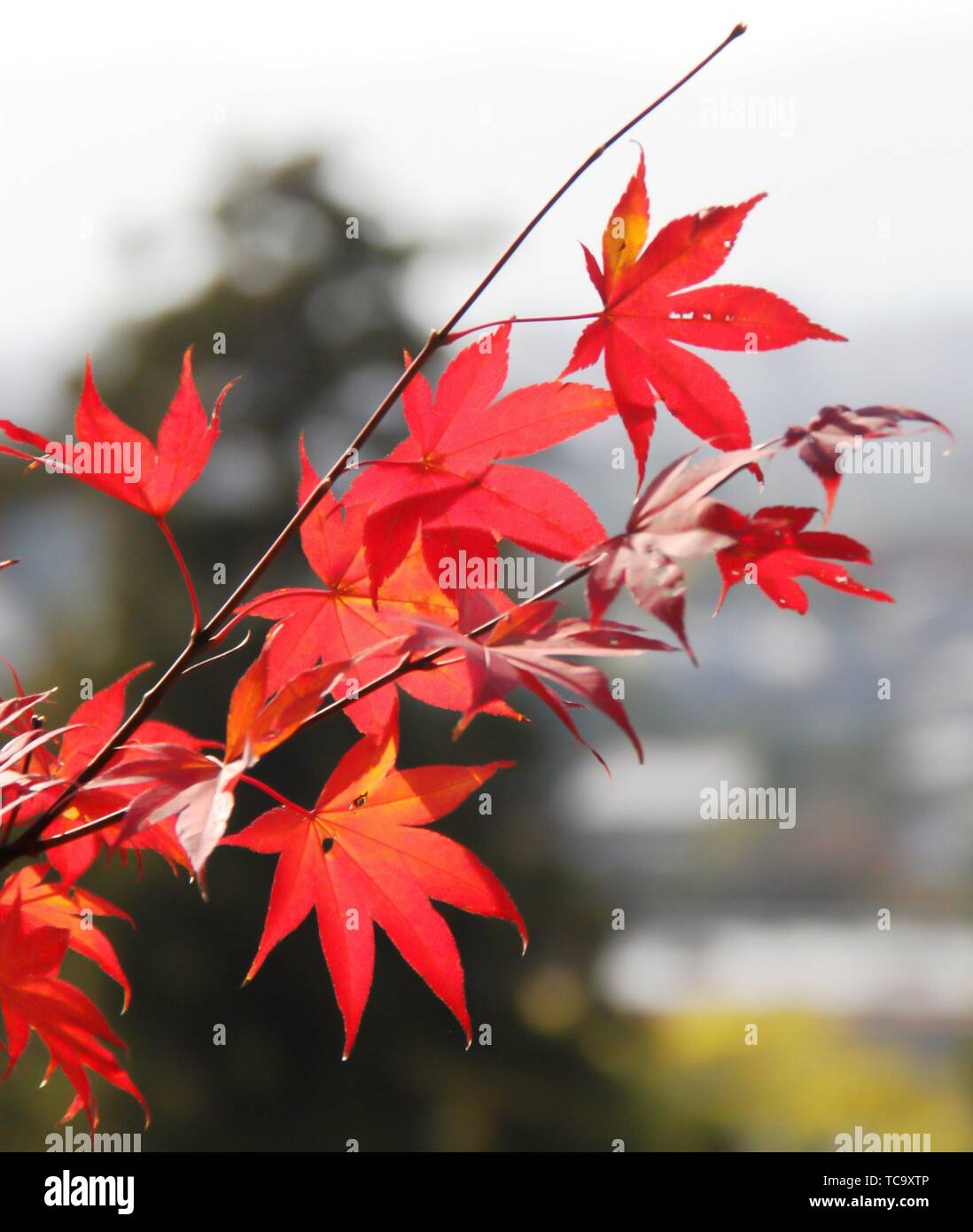 Leaf of japanese maple hi-res stock photography and images - Alamy