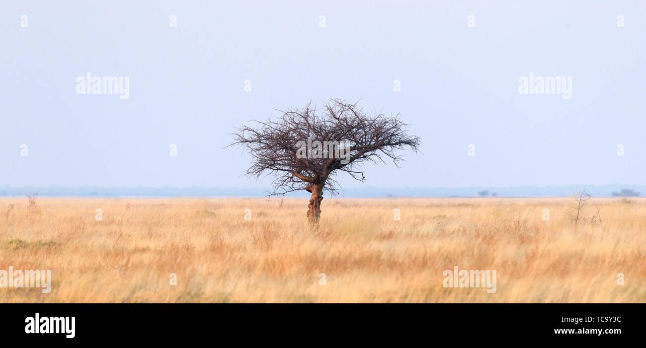 Cape thorn tree hi-res stock photography and images - Alamy
