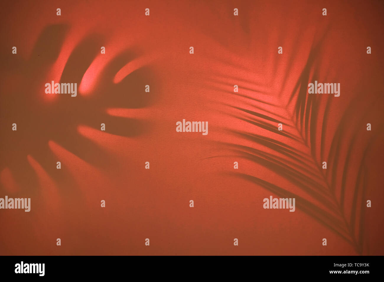 Abstract background of shadows tropical leaves on pastel backdrop in ...