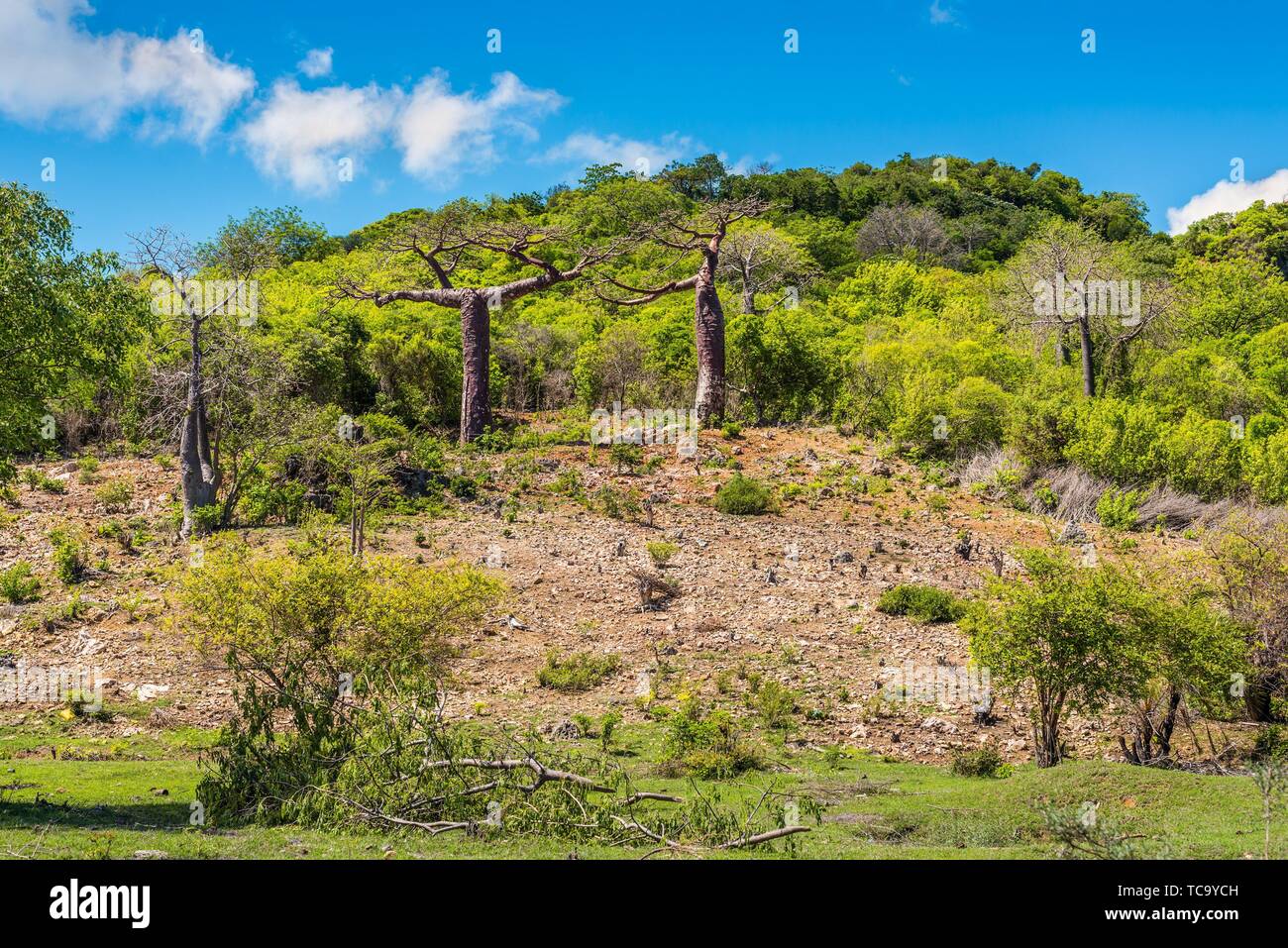 Landscape northern Madagascar with baobab trees Stock Photo - Alamy