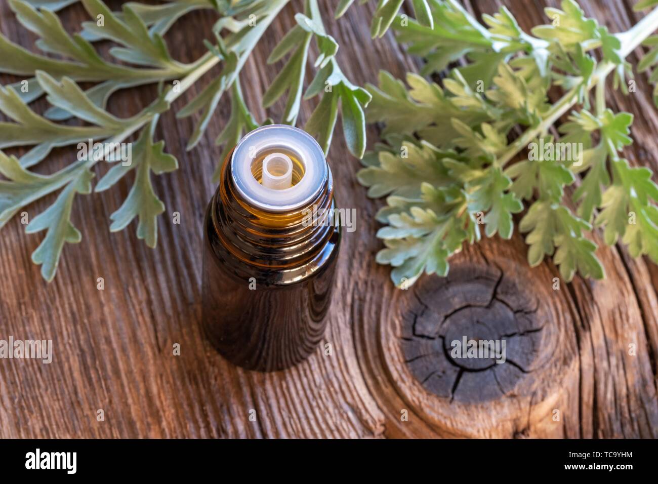 Artemisia absinthium absinthium hi-res stock photography and images - Alamy