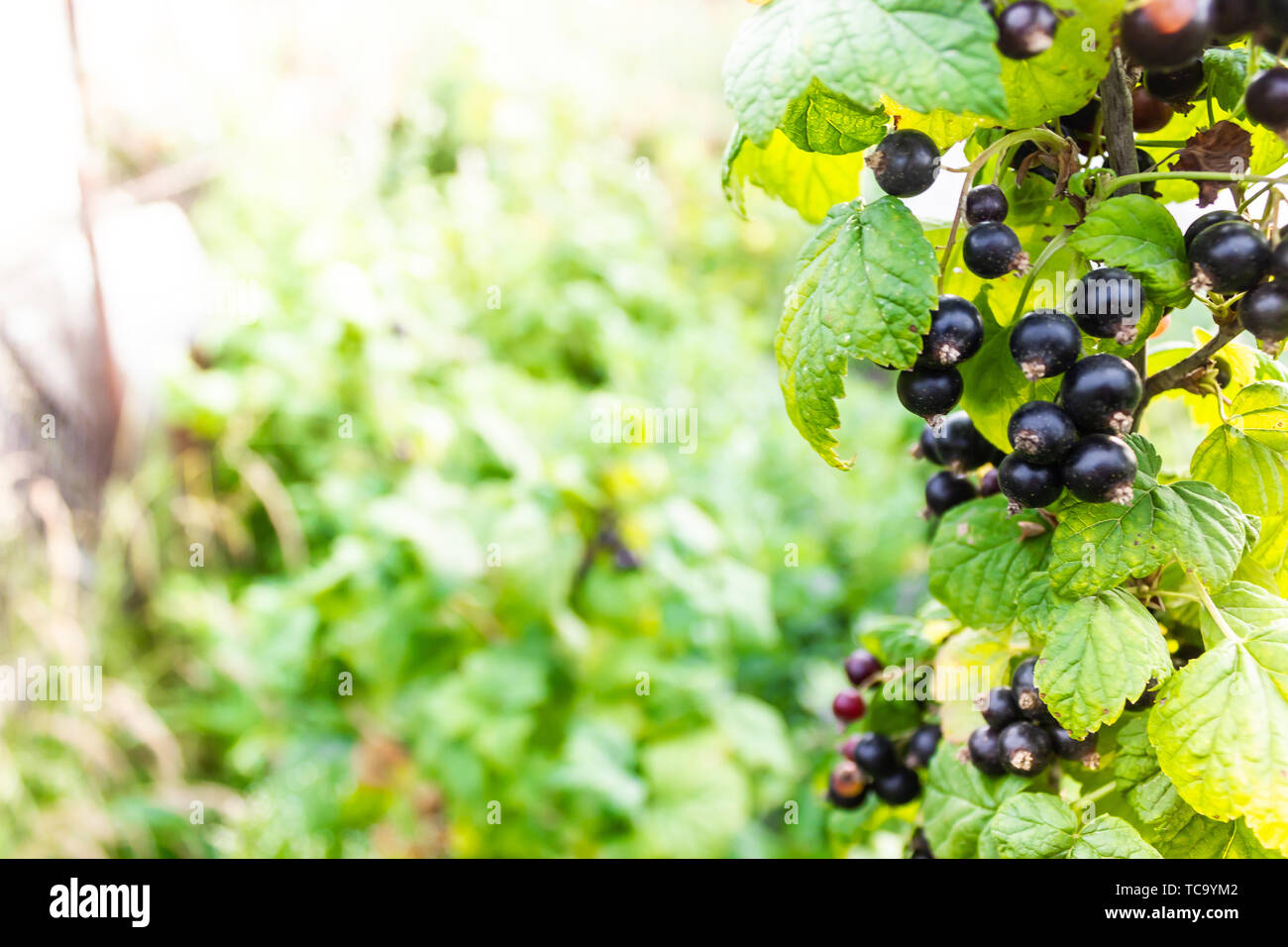 Black currant on green bush in summer garden. Gardening, growing ...