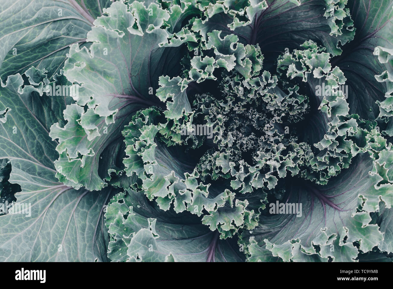 Cabbage leaves forming young head in garden Stock Photo - Alamy