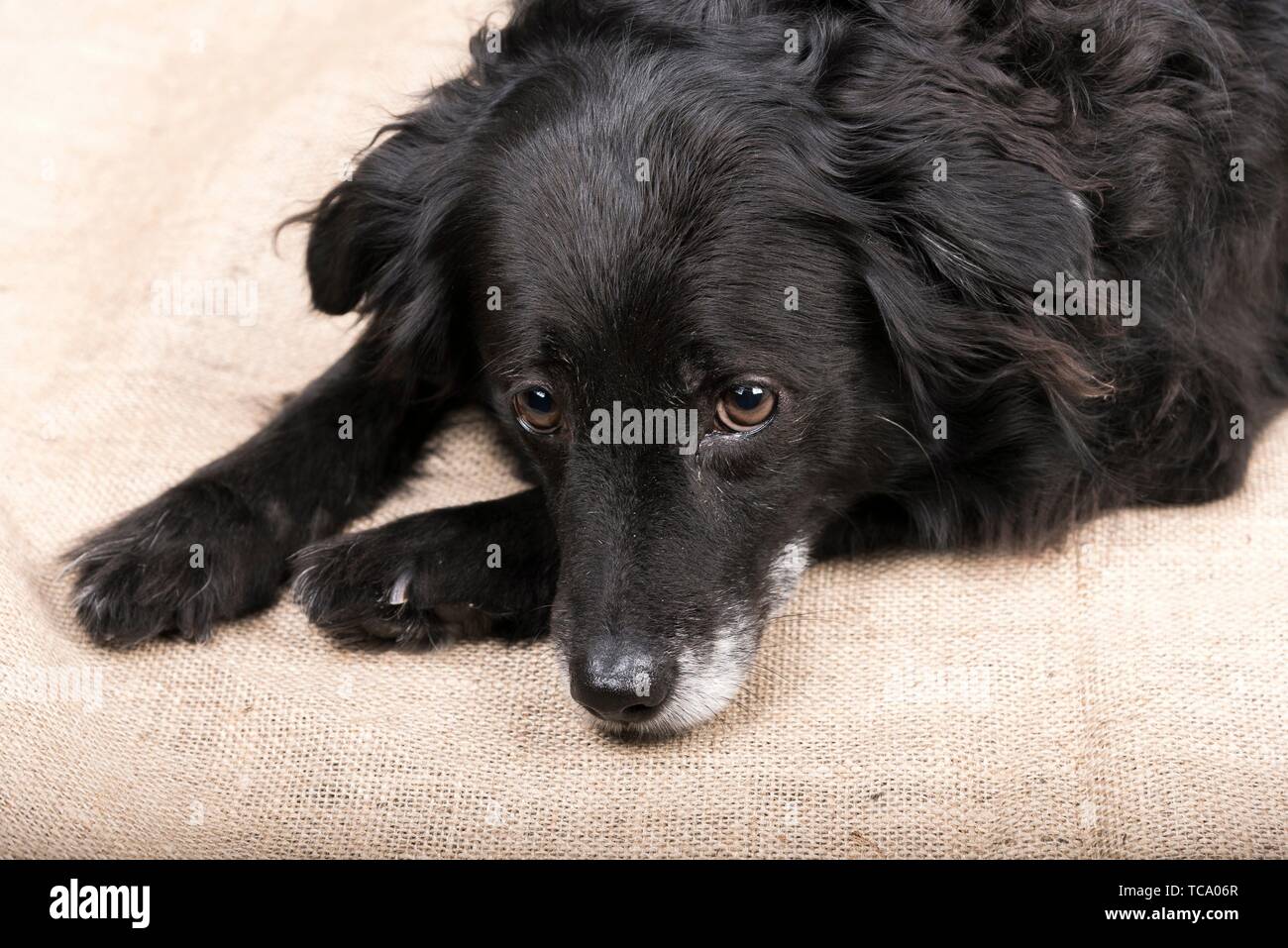 Black dog horizontal portrait hi-res stock photography and images - Alamy