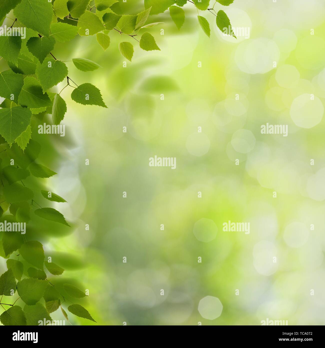 Morning and green leaf hi-res stock photography and images - Alamy