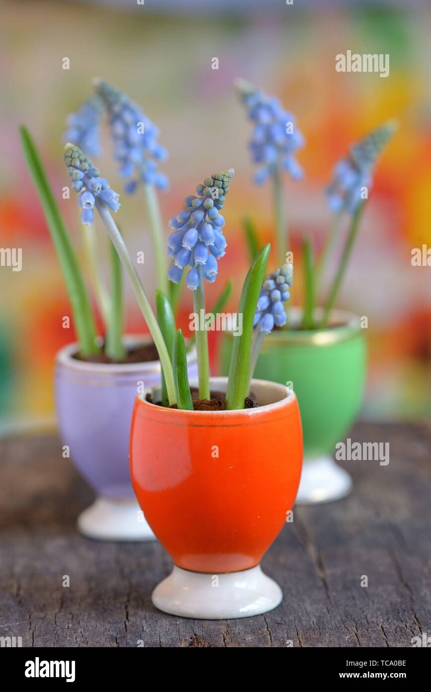 Blue White Muscari Flower High Resolution Stock Photography and Images ...