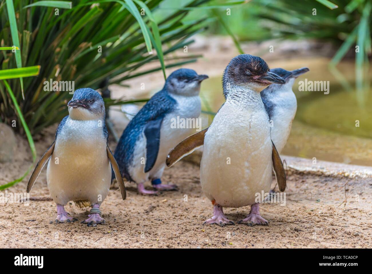 Little Penguin Australia Stock Photos & Little Penguin Australia Stock ...