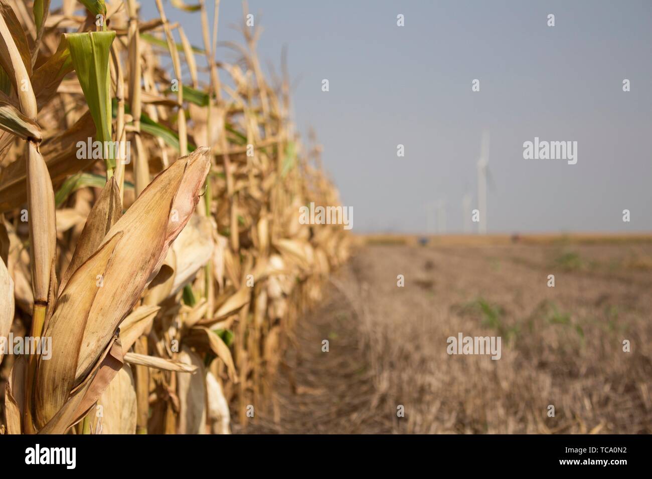 Corn field nature hi-res stock photography and images - Alamy