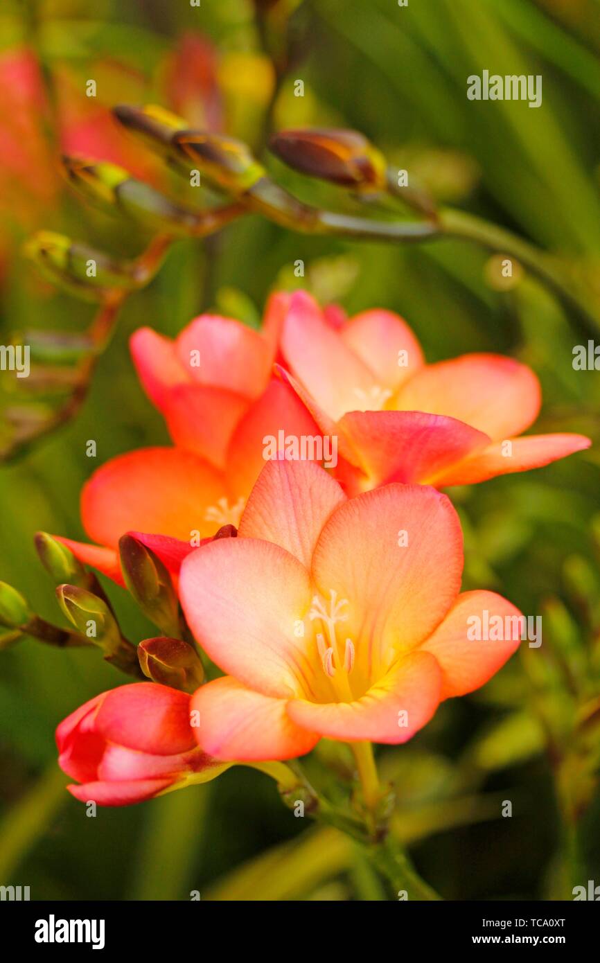 Freesia flower hi-res stock photography and images - Alamy