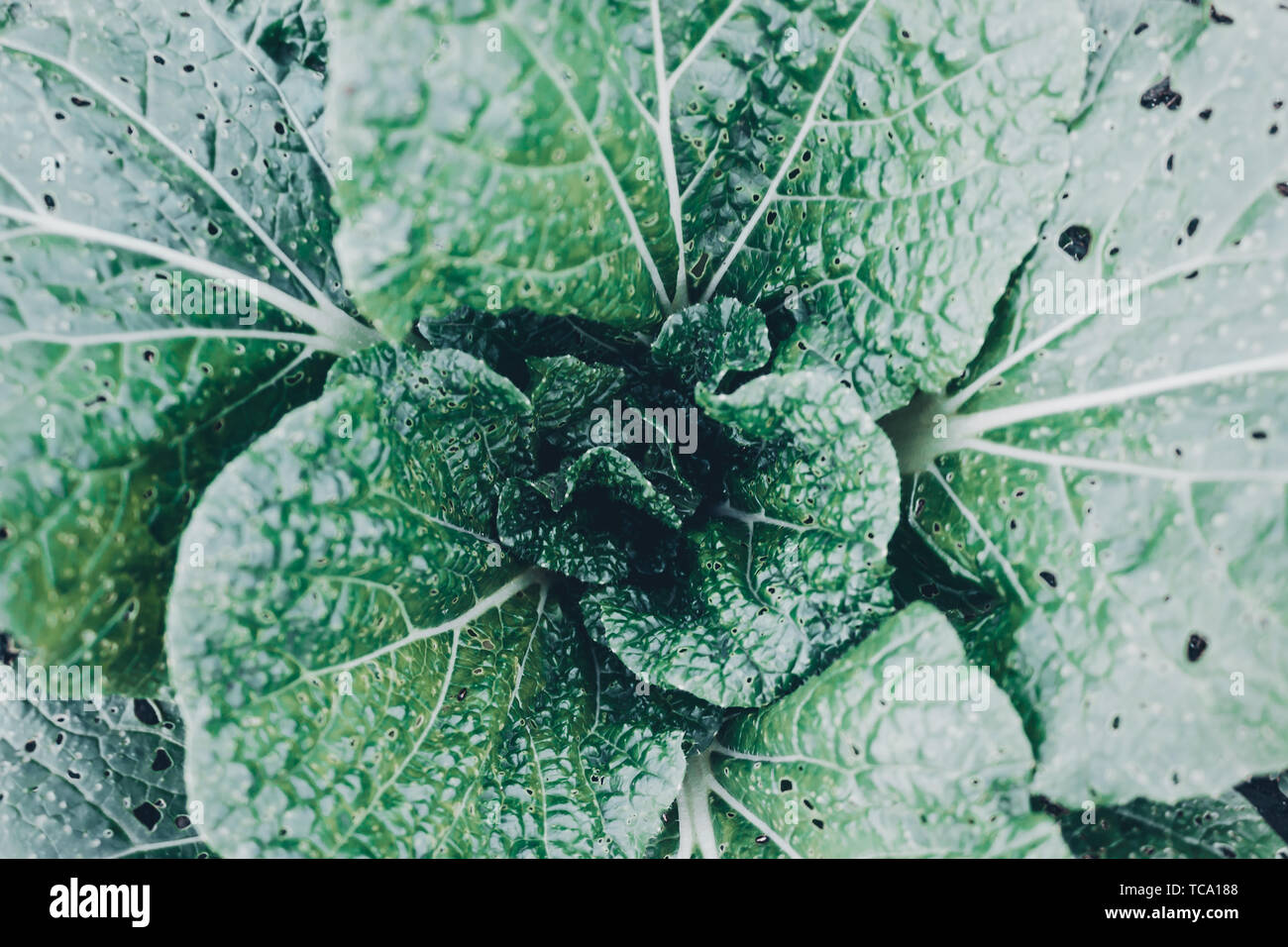 Forming cabbage head hi-res stock photography and images - Alamy