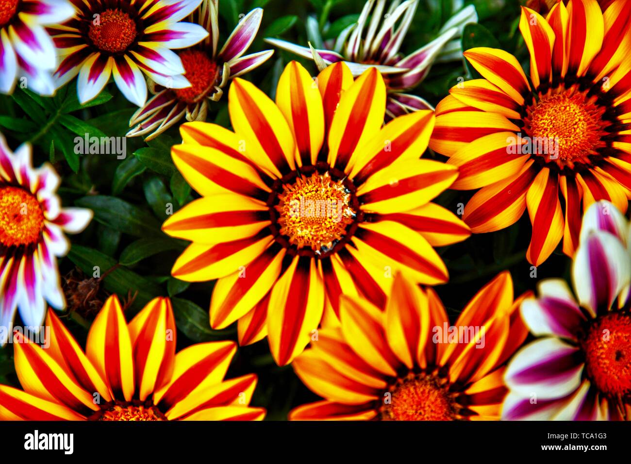 Medusa in the garden hi-res stock photography and images - Alamy