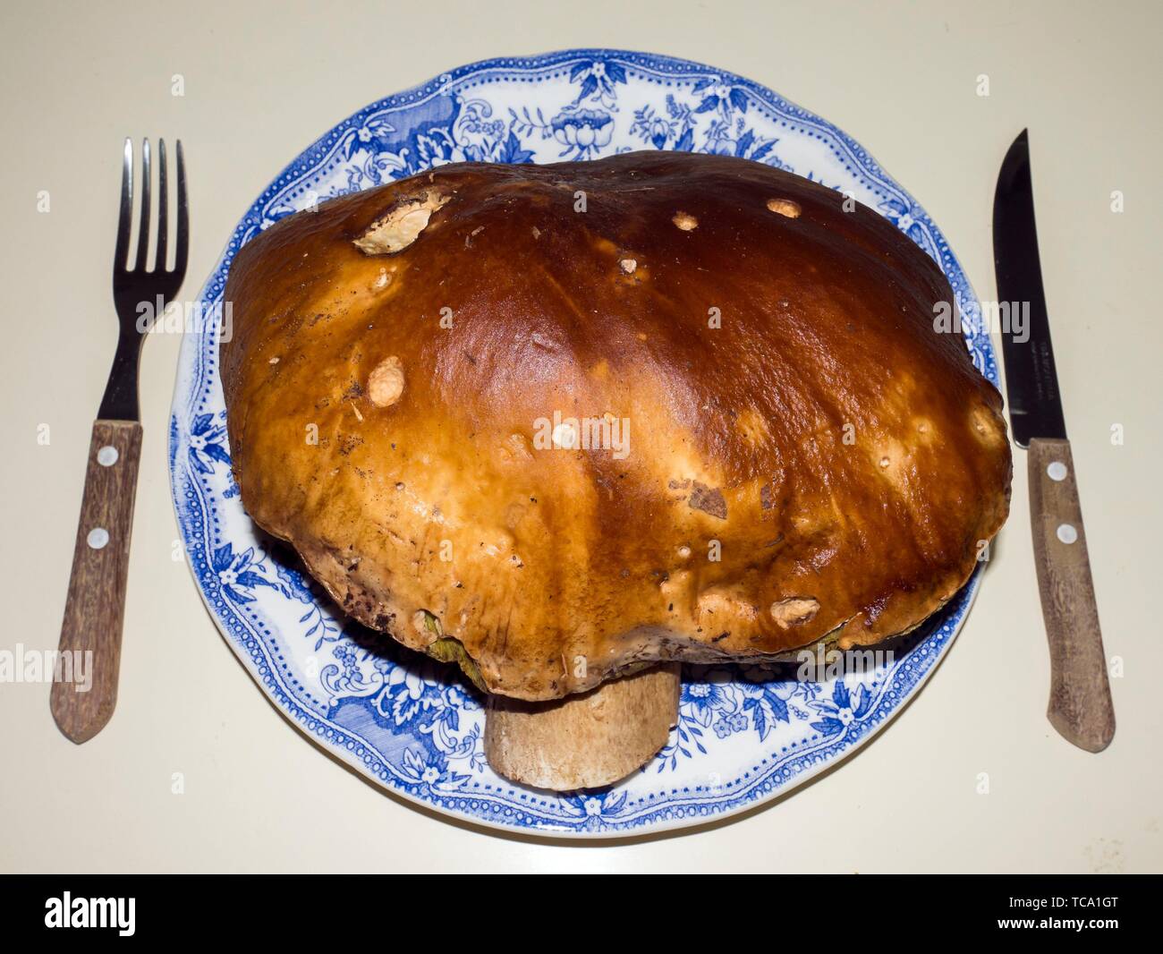 Seta hongo mushroom hi-res stock photography and images - Alamy