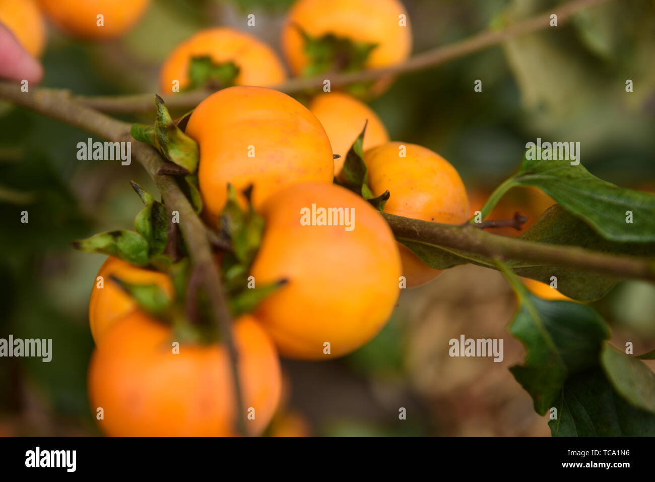 Rhubarb persimmon hi-res stock photography and images - Alamy