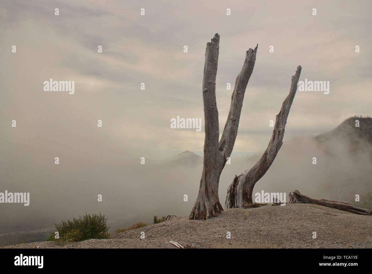 Eerie trees destroyed by the Chaitén volcano eruption, Pumalin National ...