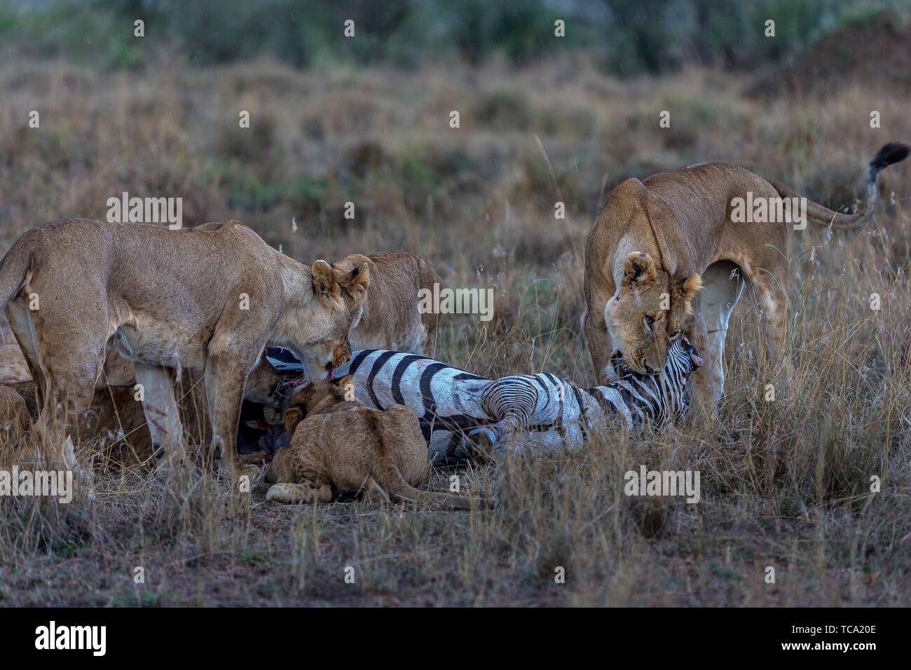 Lion And Zebra Kill High Resolution Stock Photography and Images - Alamy