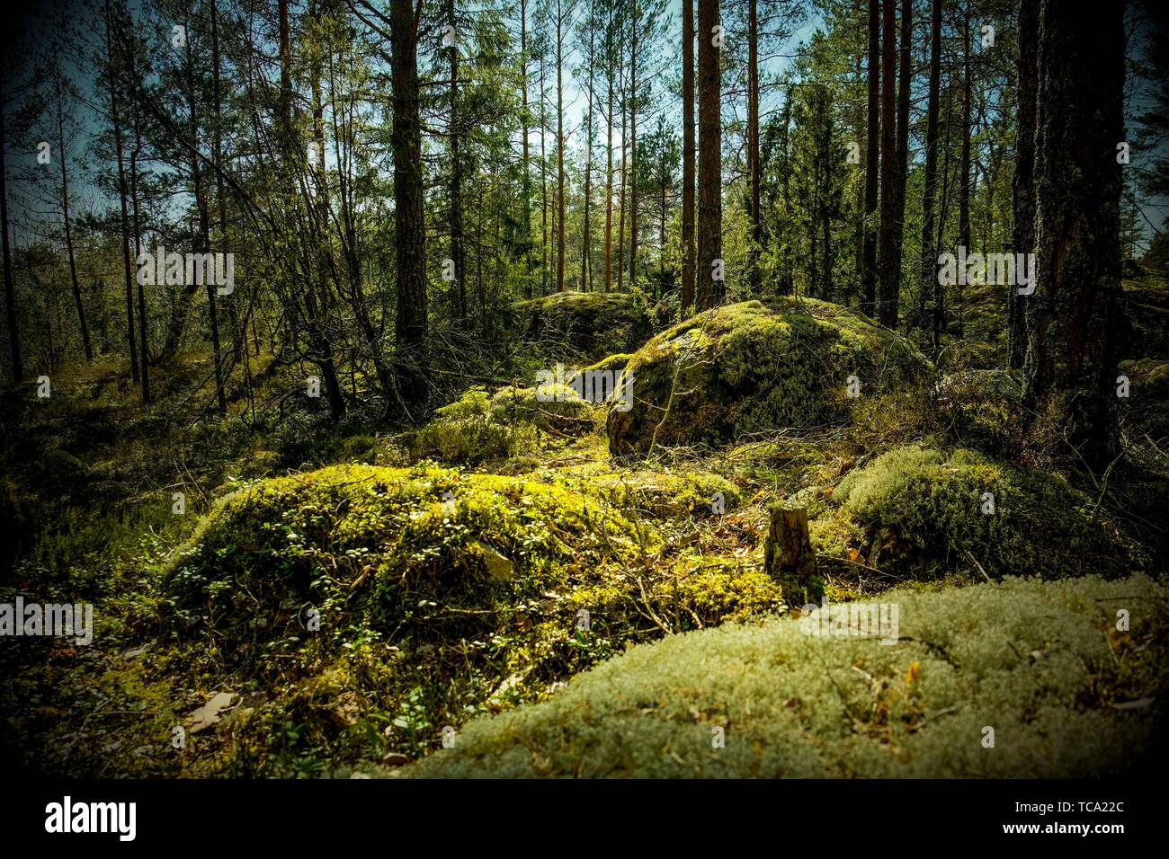 Beech ridge farm hi-res stock photography and images - Alamy