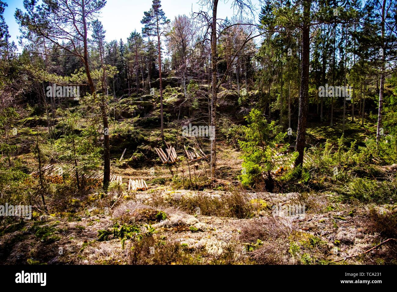 Beech ridge farm hi-res stock photography and images - Alamy