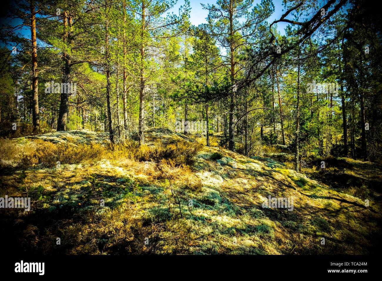 Beech ridge farm hi-res stock photography and images - Alamy