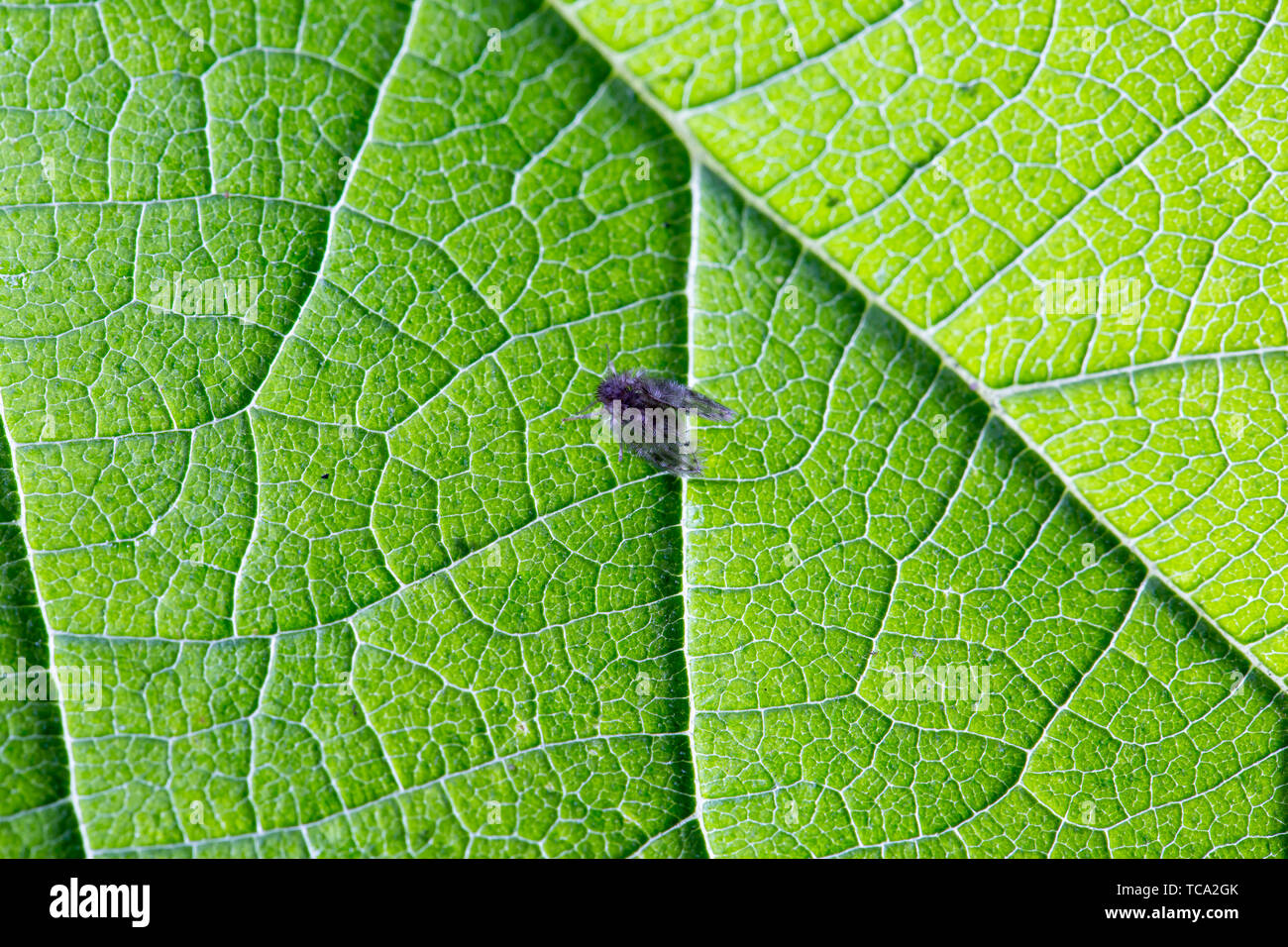 Moth midges hi-res stock photography and images - Alamy