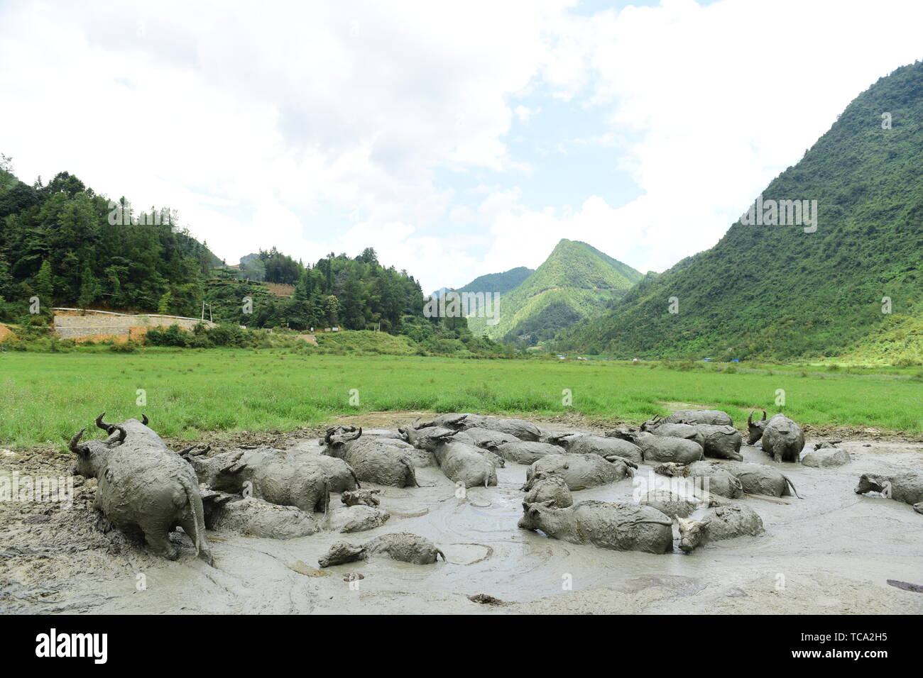 Buffalo HD photo Stock Photo - Alamy