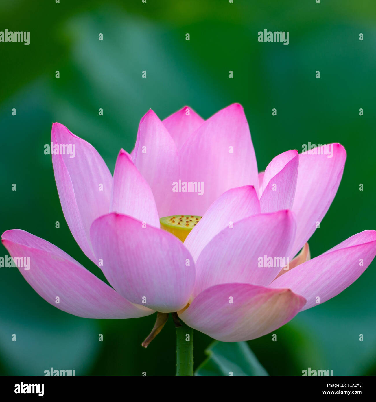 Lotus blooming in the lotus leaves in Stock Photo - Alamy