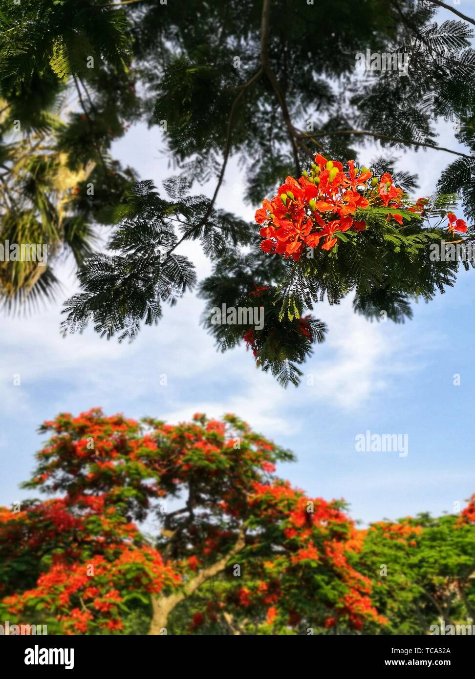 Phoenix flowers bloom Stock Photo - Alamy