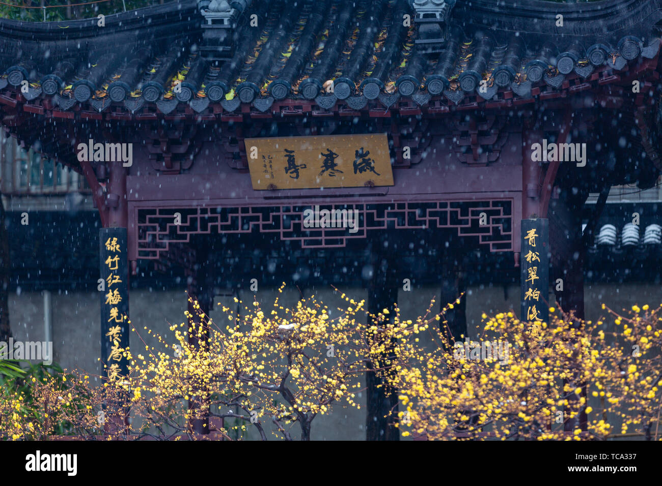 Junyuan plum blossom Stock Photo - Alamy