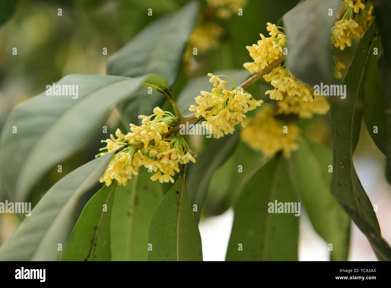 Silver osmanthus hi-res stock photography and images - Alamy