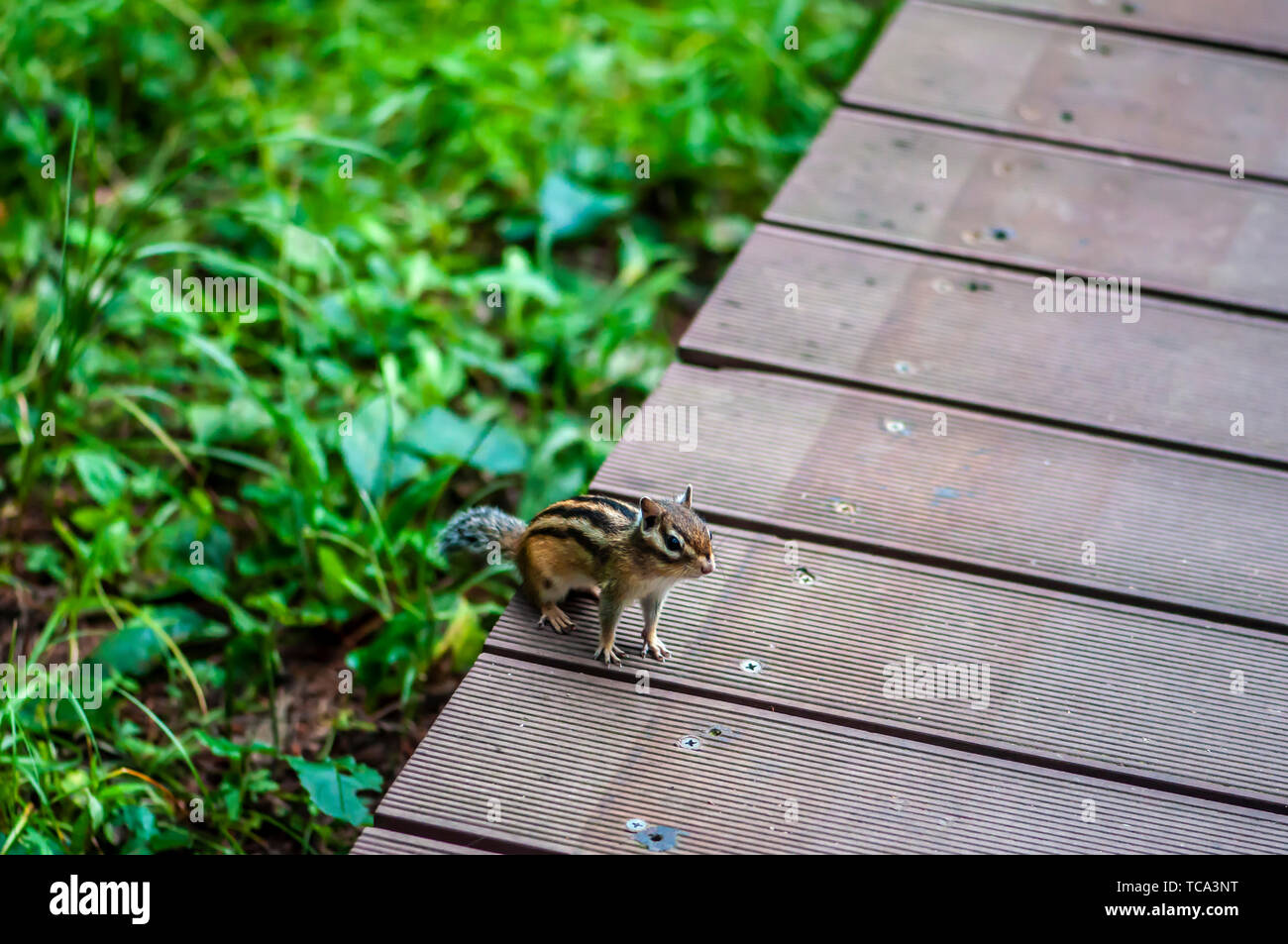 Squirrel in the way Stock Photo - Alamy