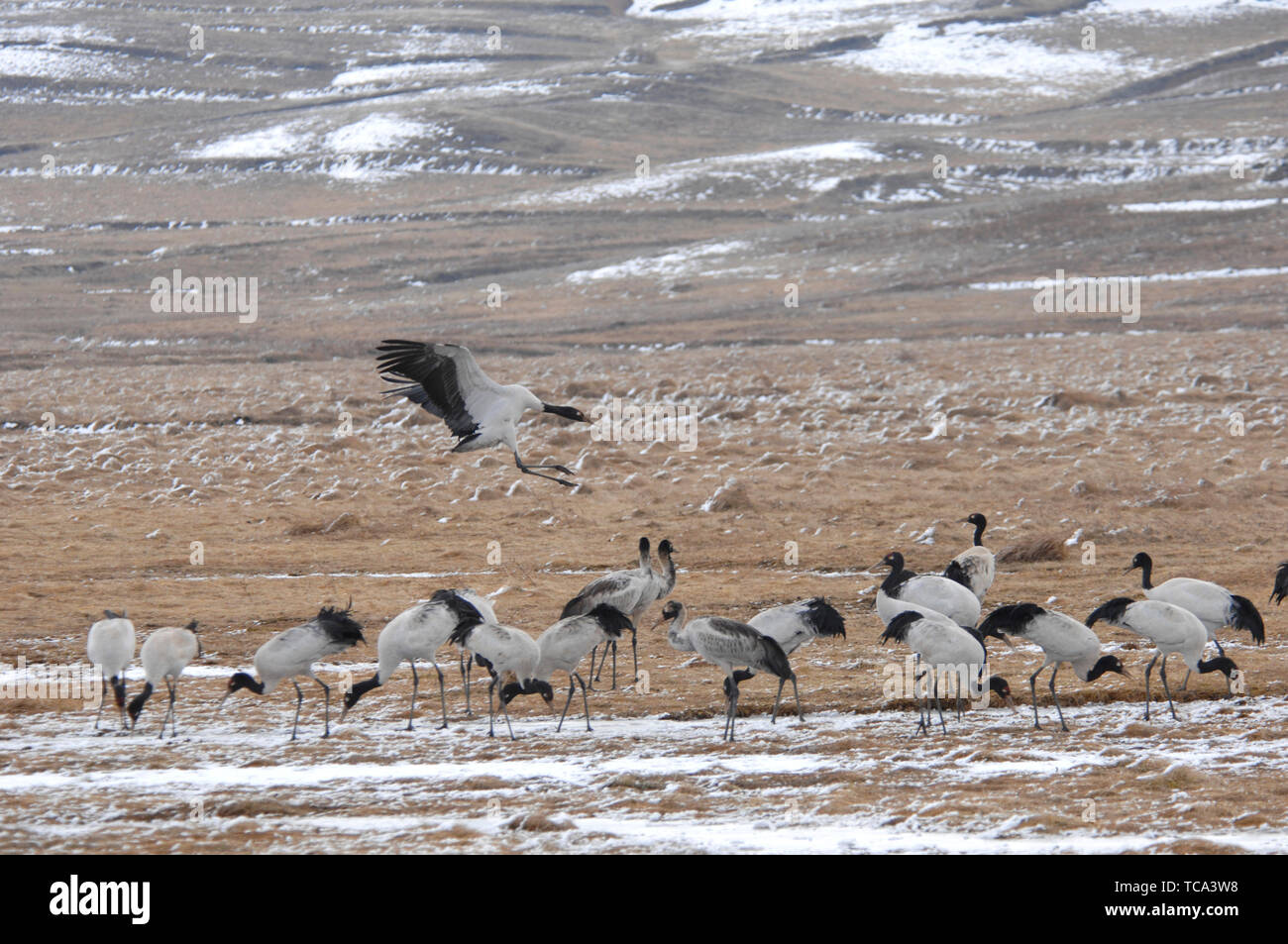 Birds such as black-necked cranes in Dashanbao, Zhaotong, Yunnan ...