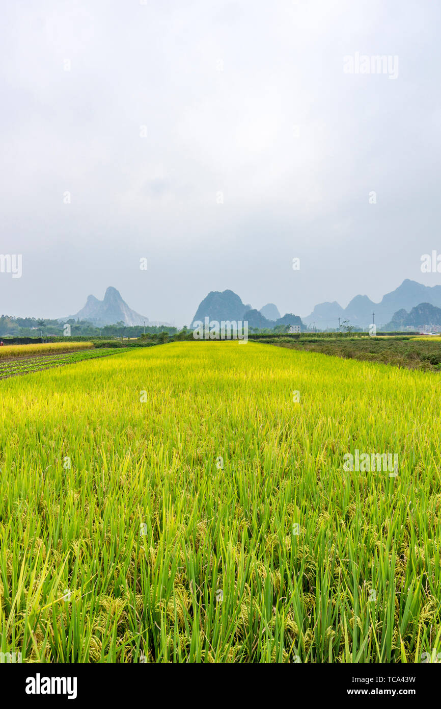 A golden rice field Stock Photo - Alamy