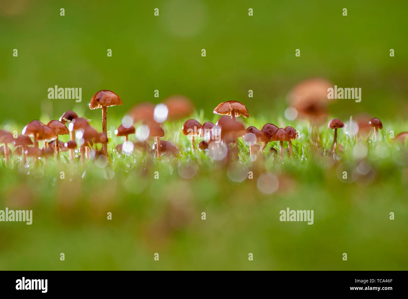 A set of microphotographs of mushrooms in the rain Stock Photo - Alamy