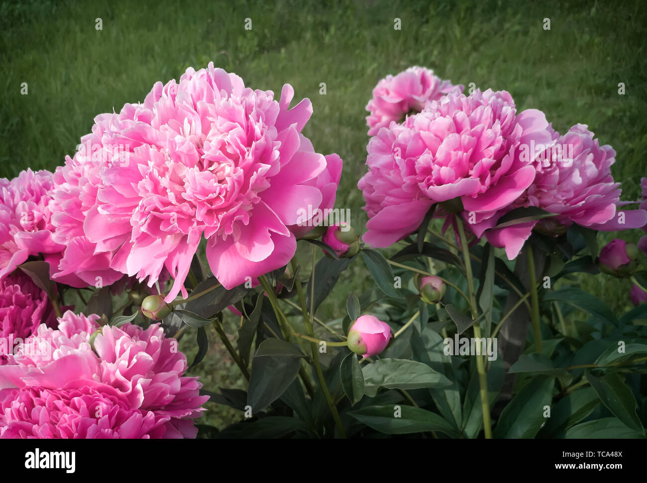 The beautiful pink large peony blossoming in a garden, is photographed ...