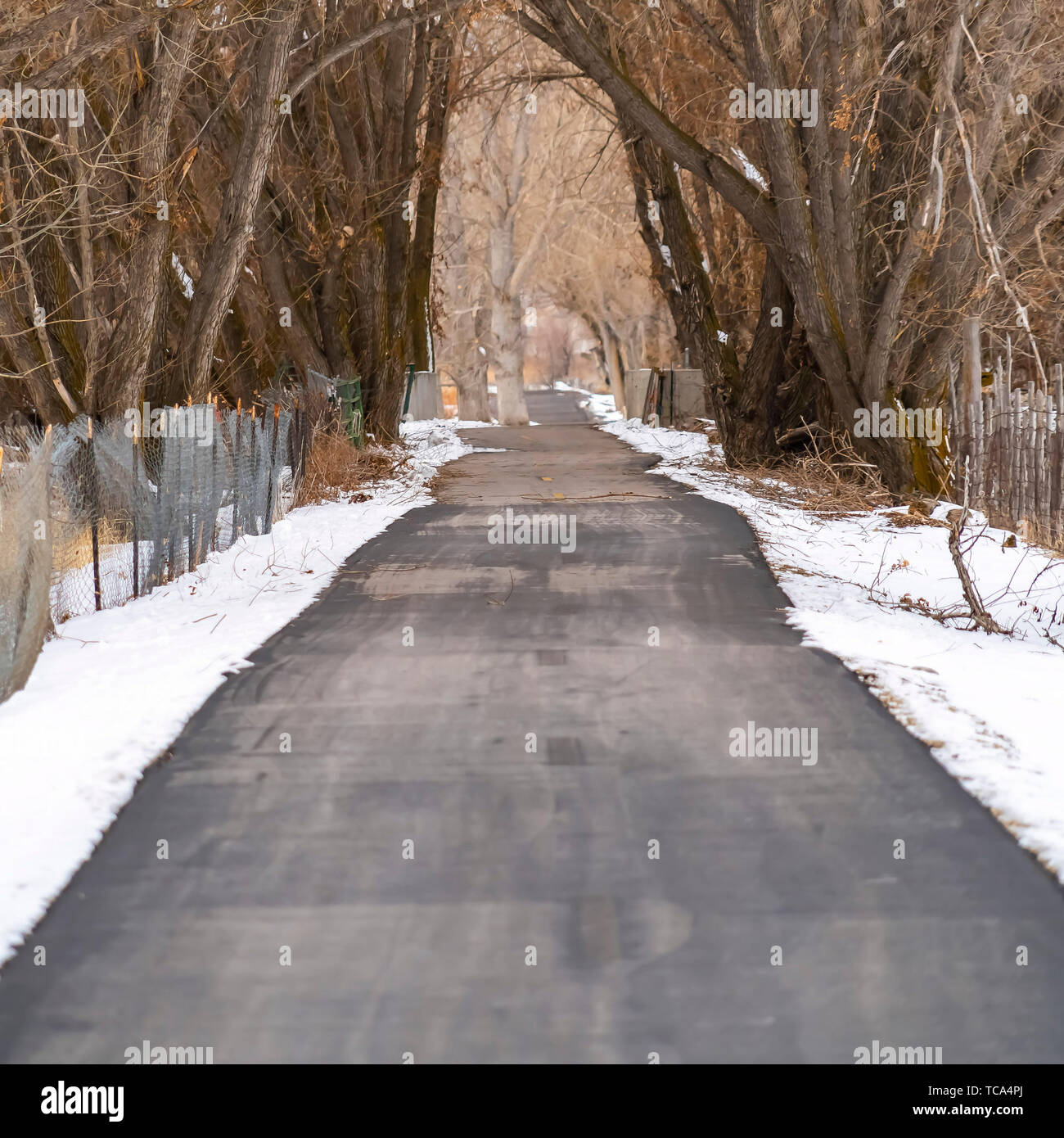 Square Long paved road under a canopy of towering leafless trees in ...