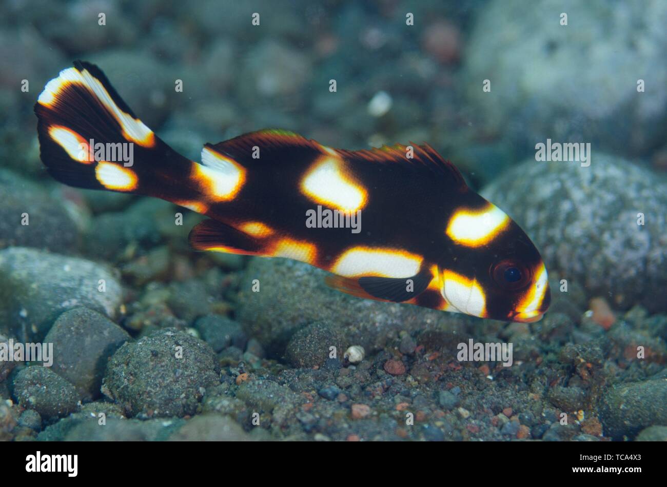 Juvenile Sweetlips High Resolution Stock Photography and Images - Alamy