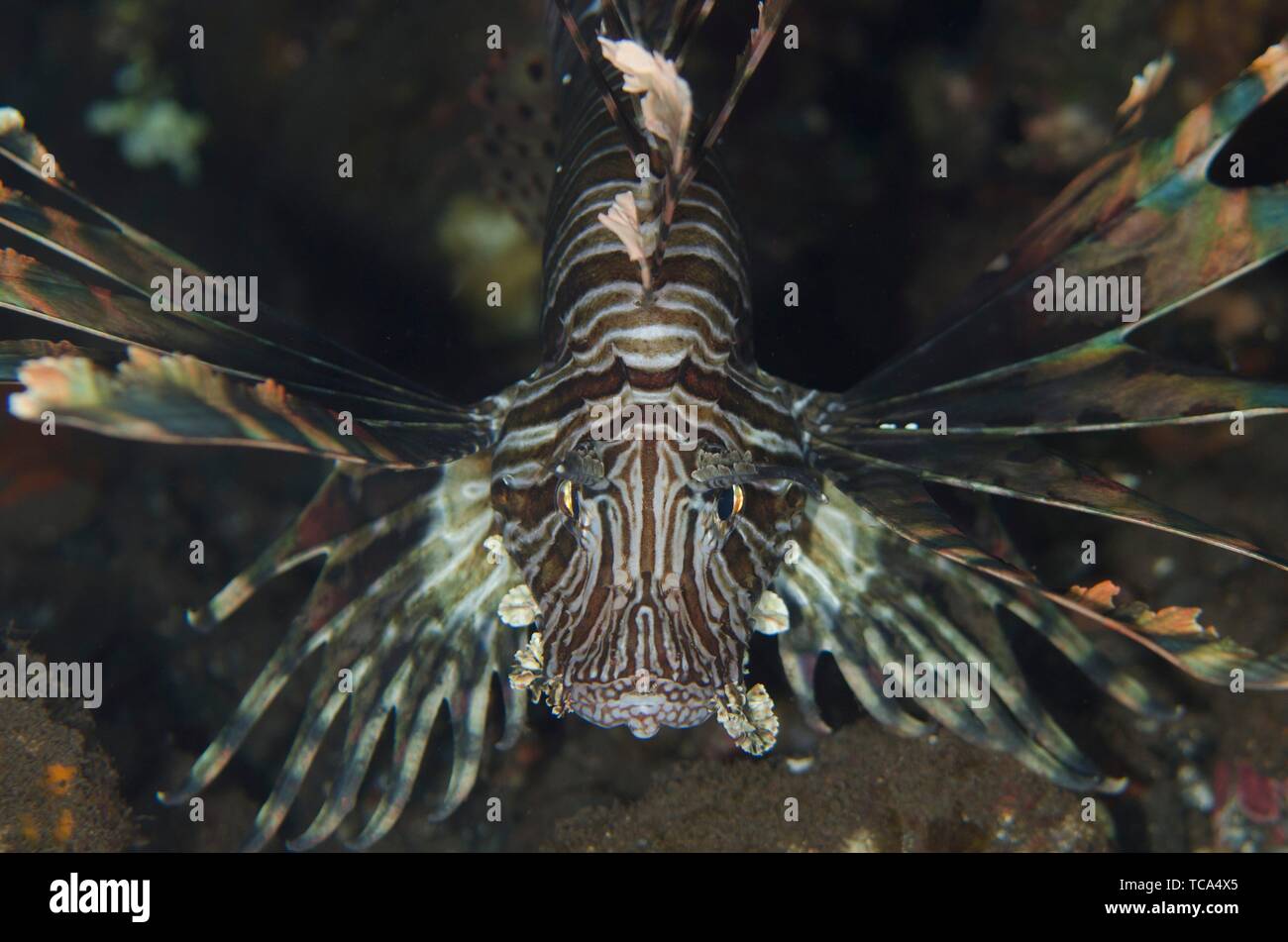 Lionfish Hunting High Resolution Stock Photography and Images - Alamy