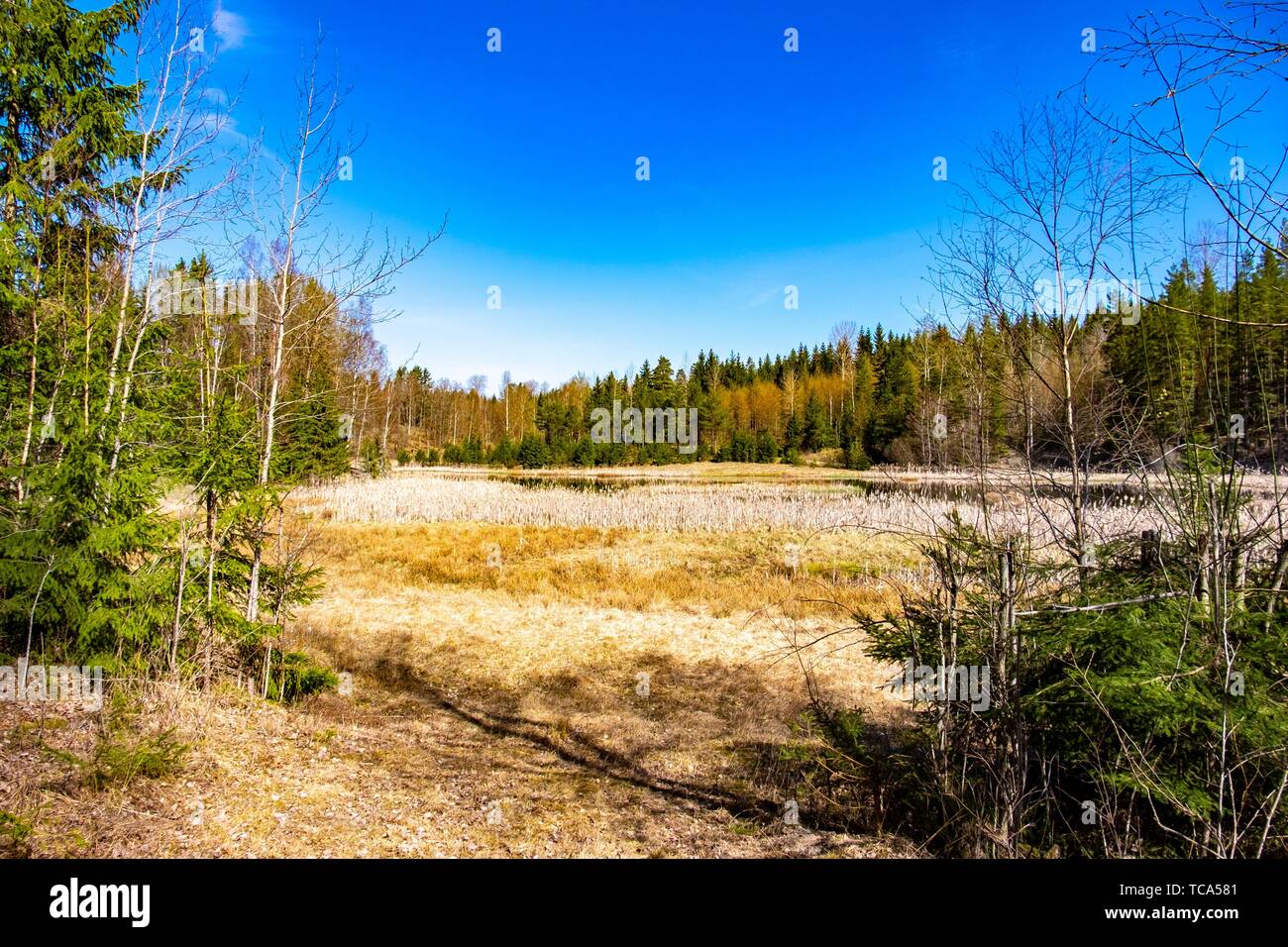 Typical forest vegetation of Sweden Stock Photo - Alamy