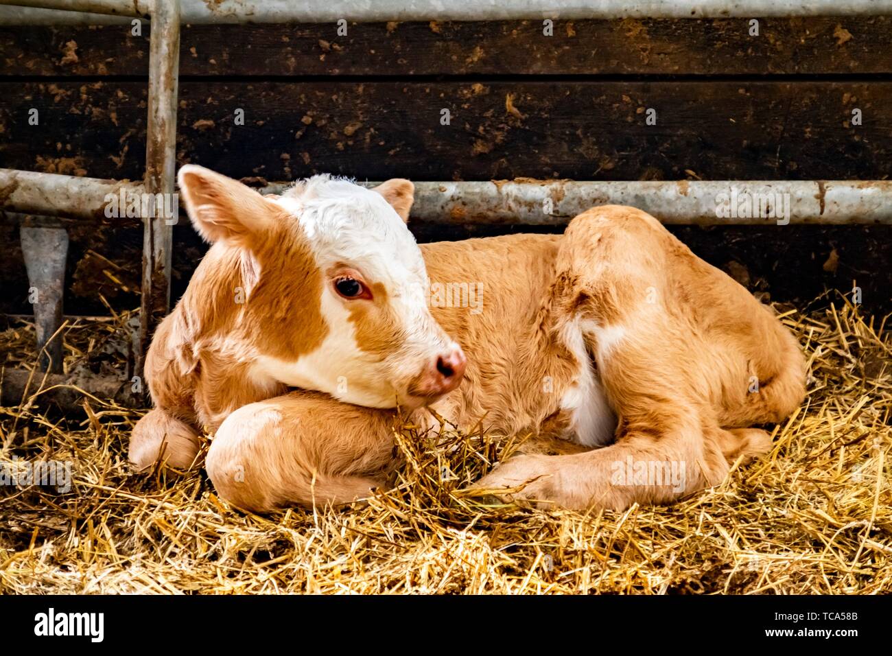 A calf is just born hi-res stock photography and images - Alamy