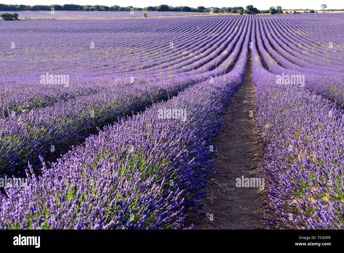 Lavender fields in spain hi-res stock photography and images - Alamy