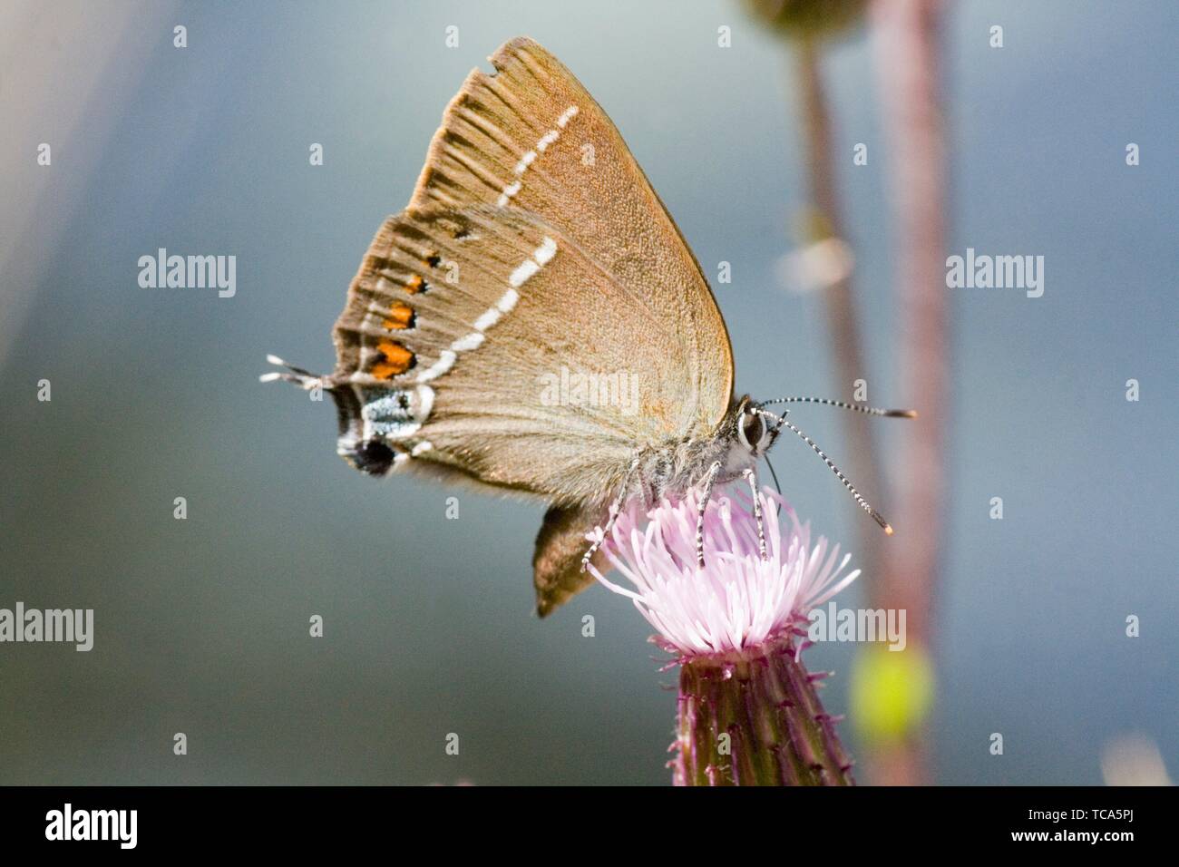 White winged butterfly hi-res stock photography and images - Alamy