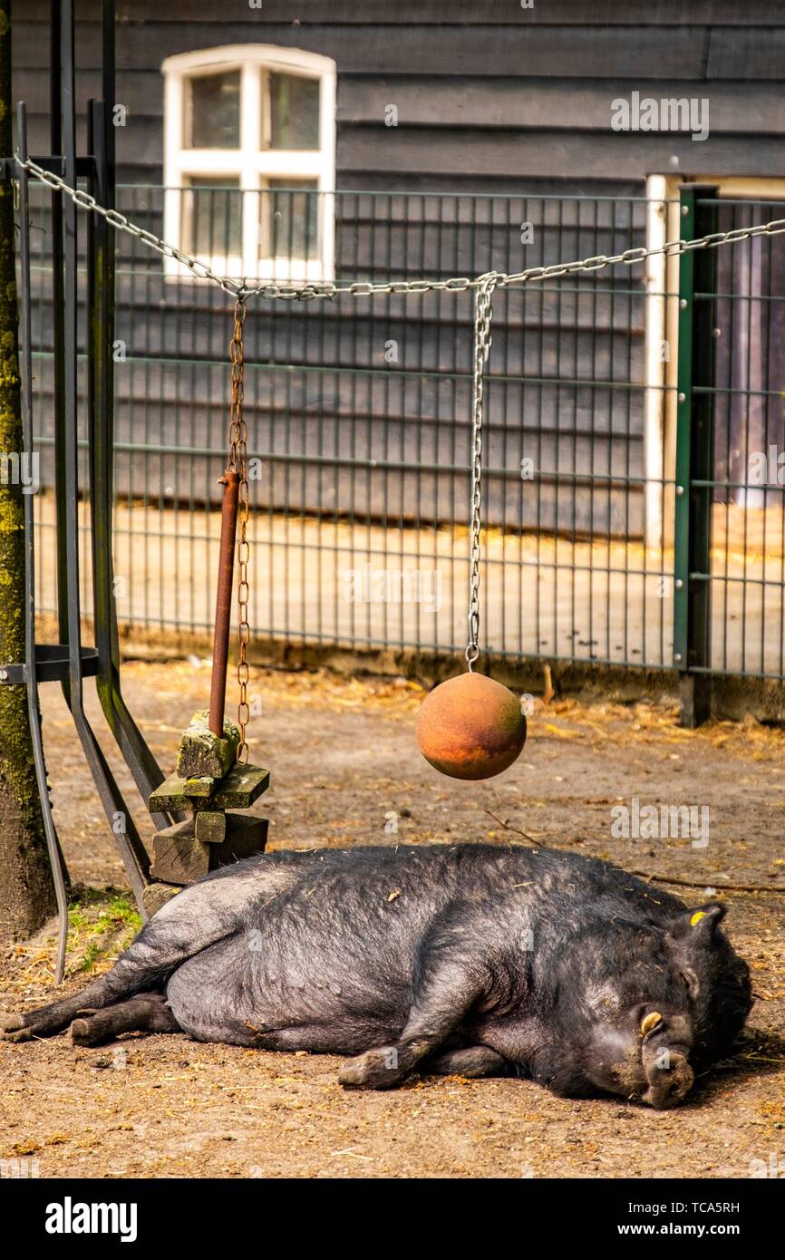 Farm netherlands pig hi-res stock photography and images - Alamy