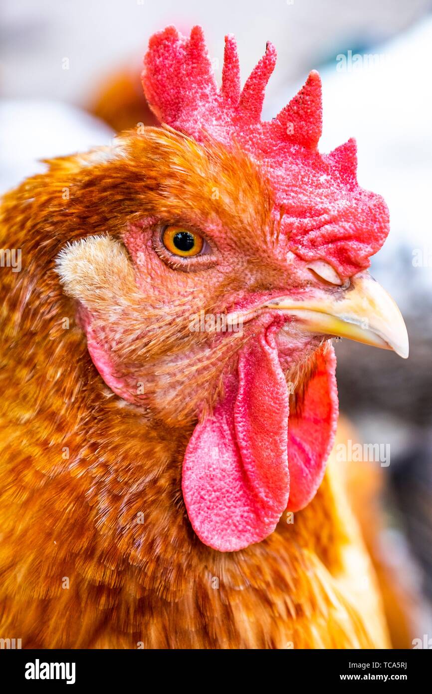 Chicken Farm Holland High Resolution Stock Photography and Images - Alamy