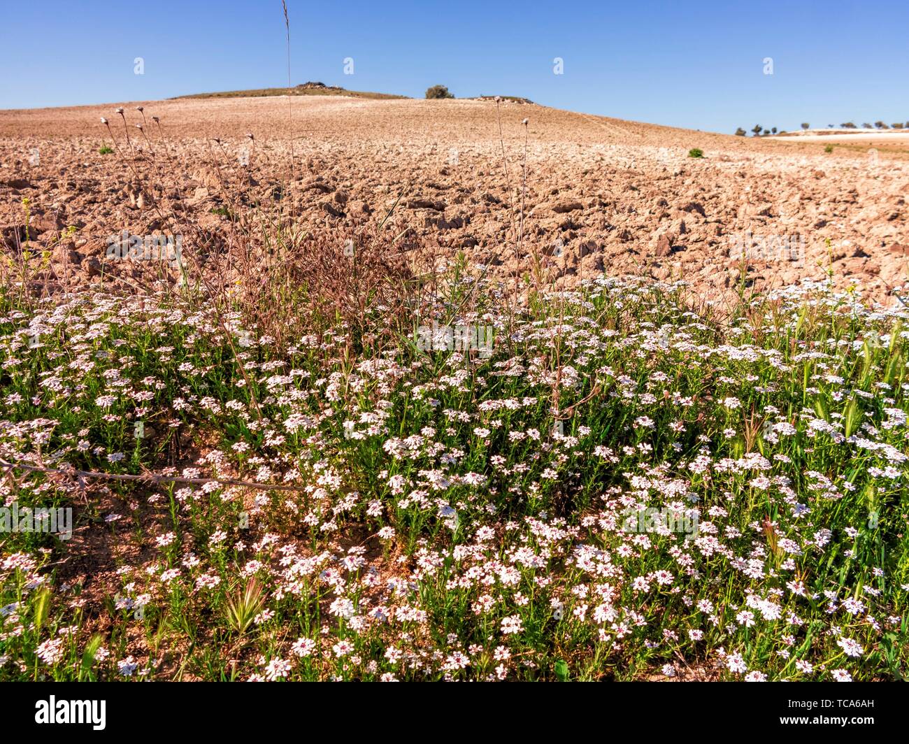 Spring in The Areneros path. Pinto. Madrid. Spain. Europe Stock Photo ...