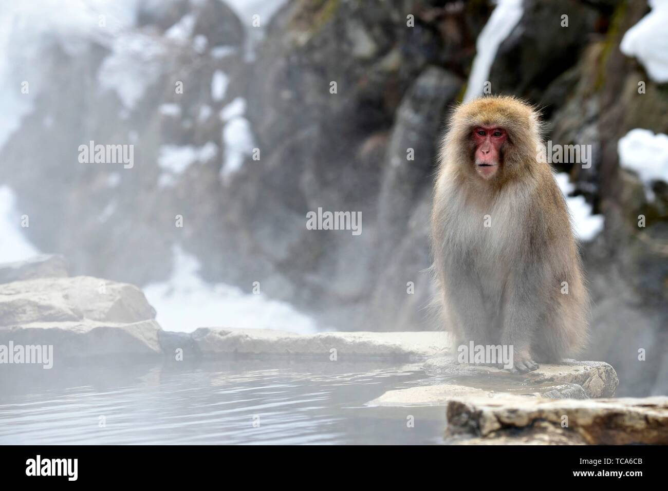 Snow monkey in a natural onsen, located in Jigokudani park, Yudanaka ...