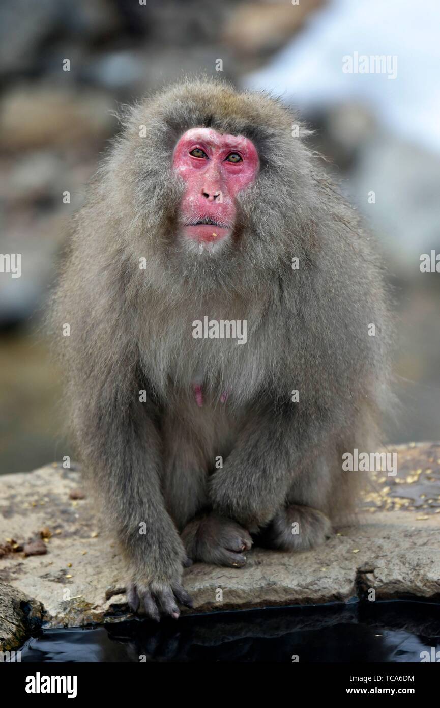 Snow monkey japan water hi-res stock photography and images - Alamy