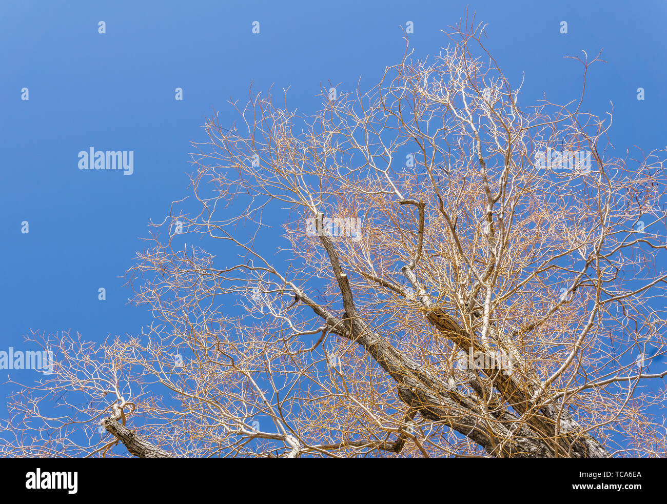Yellow spring tree hi-res stock photography and images - Alamy
