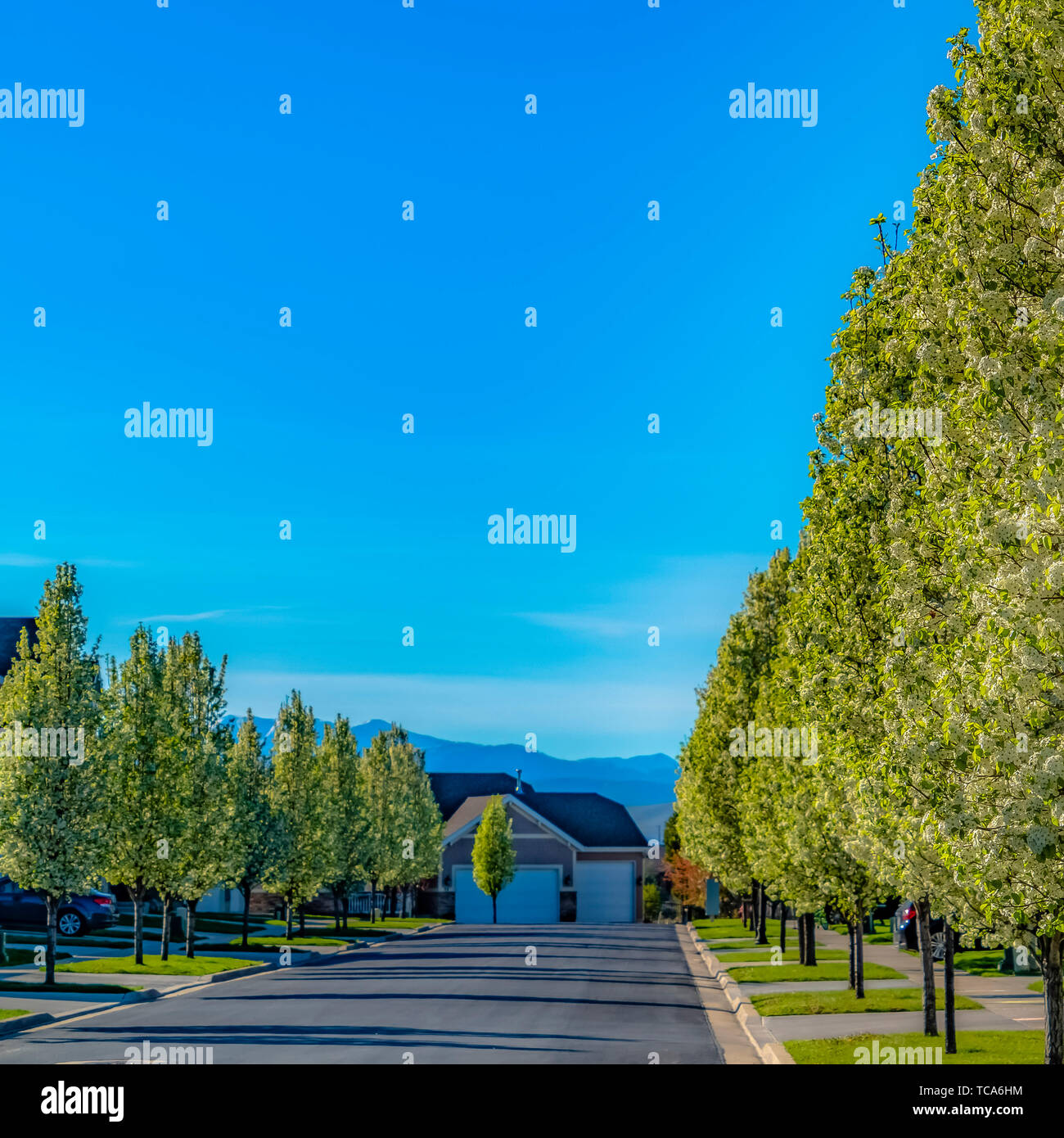 Square Road lined with houses and lush flowering trees against mountain ...
